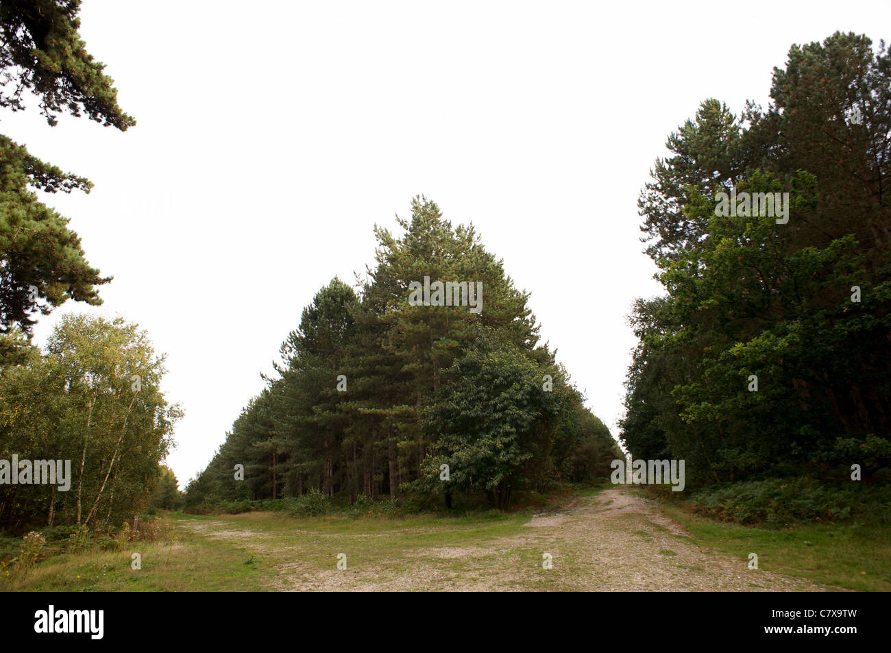 Rendlesham Forest, Suffolk, UK Stock Photo - Alamy