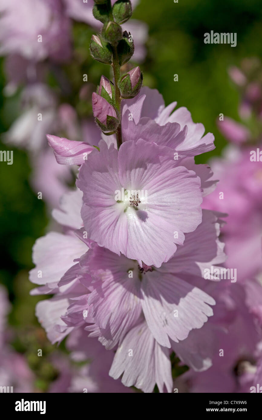 Sidalcea elsie heugh hi-res stock photography and images - Alamy