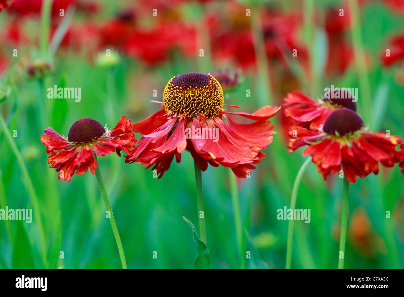 Helenium 'Moerheim Beauty' - RHS award of Garden Merit (Sneezeweed ...