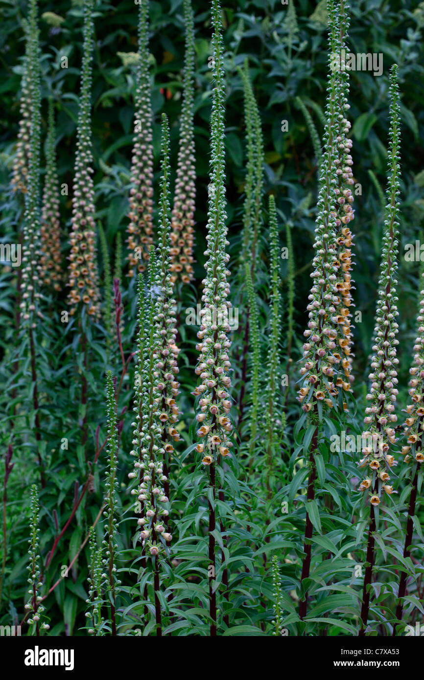 Digitalis Ferruginea syn 'Rusty foxglove' Stock Photo - Alamy
