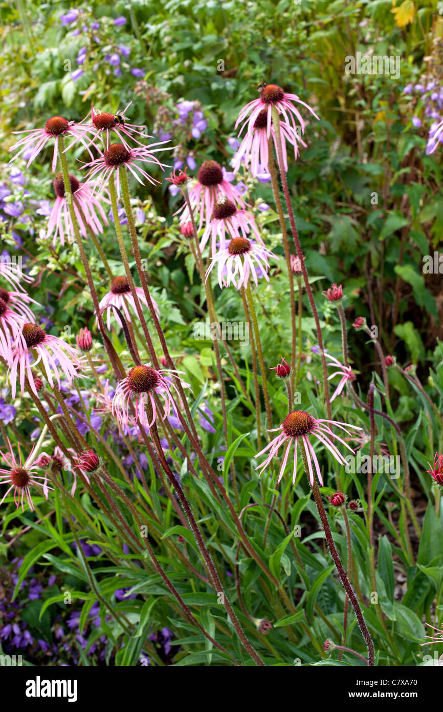 Echinacea 'Pallida' with it's unusual downturned petals Stock Photo - Alamy