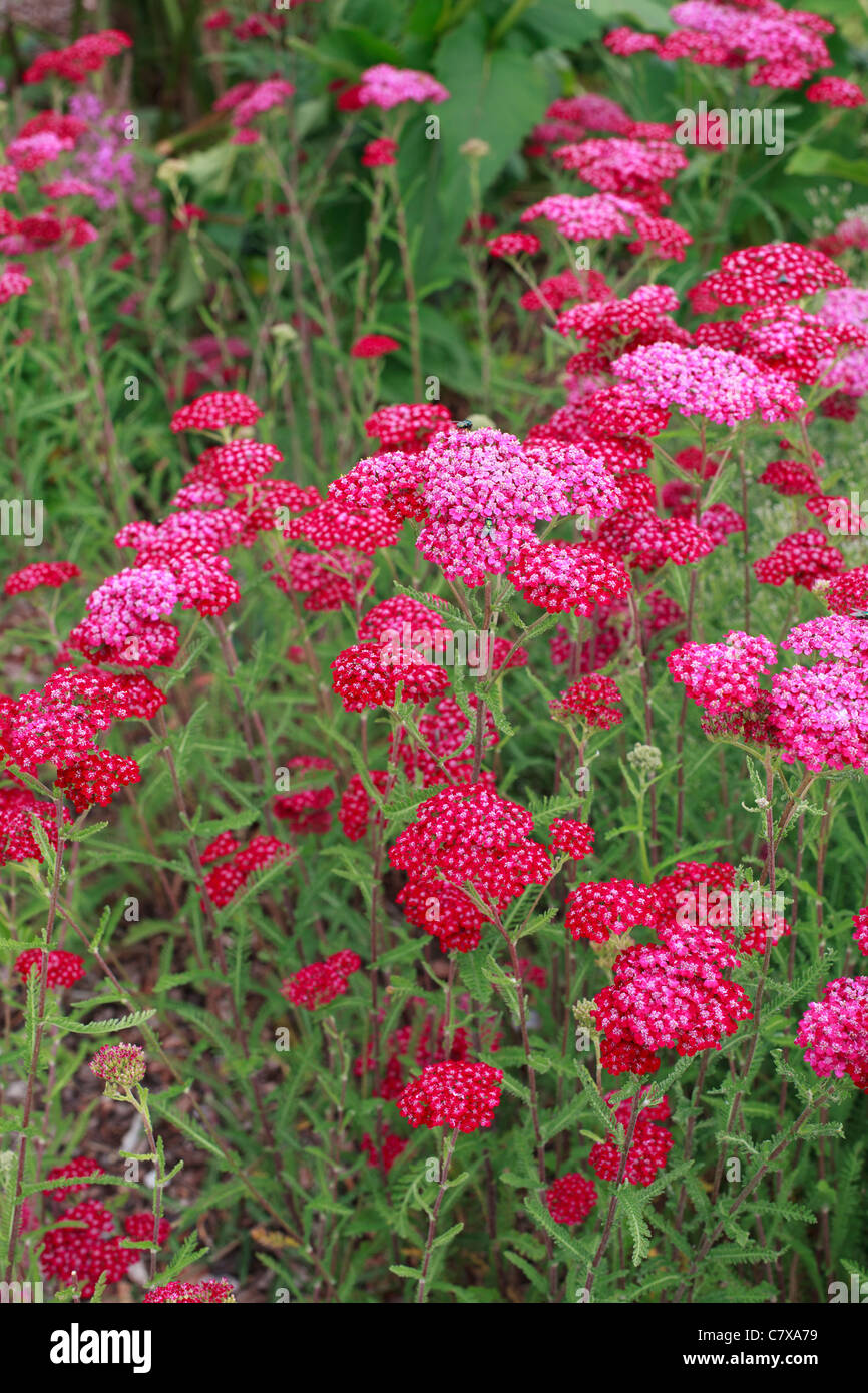 Achillea 'Red Beauty' - Yarrow Stock Photo - Alamy