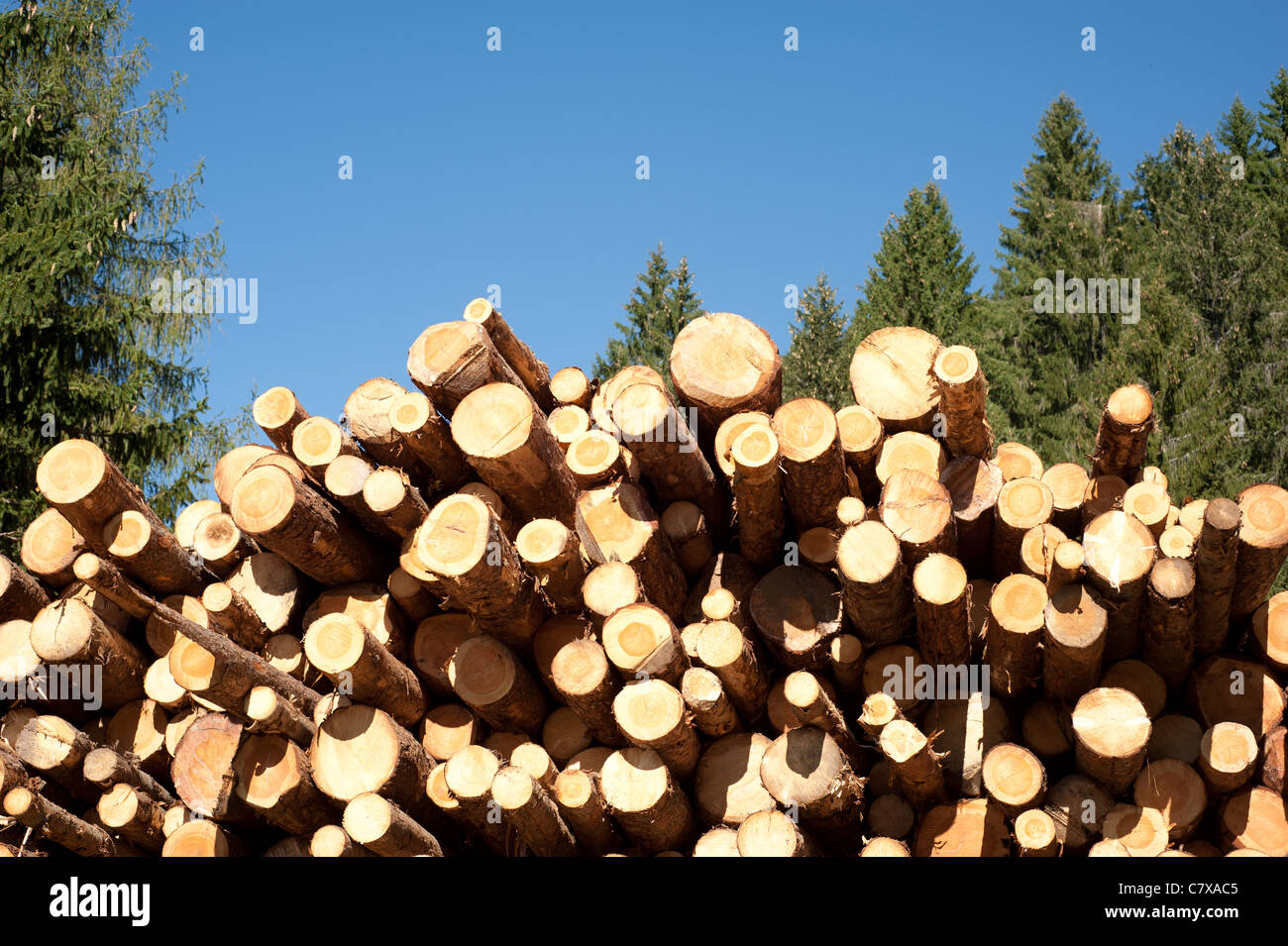 Stack of freshly cut trees in the woods Stock Photo - Alamy