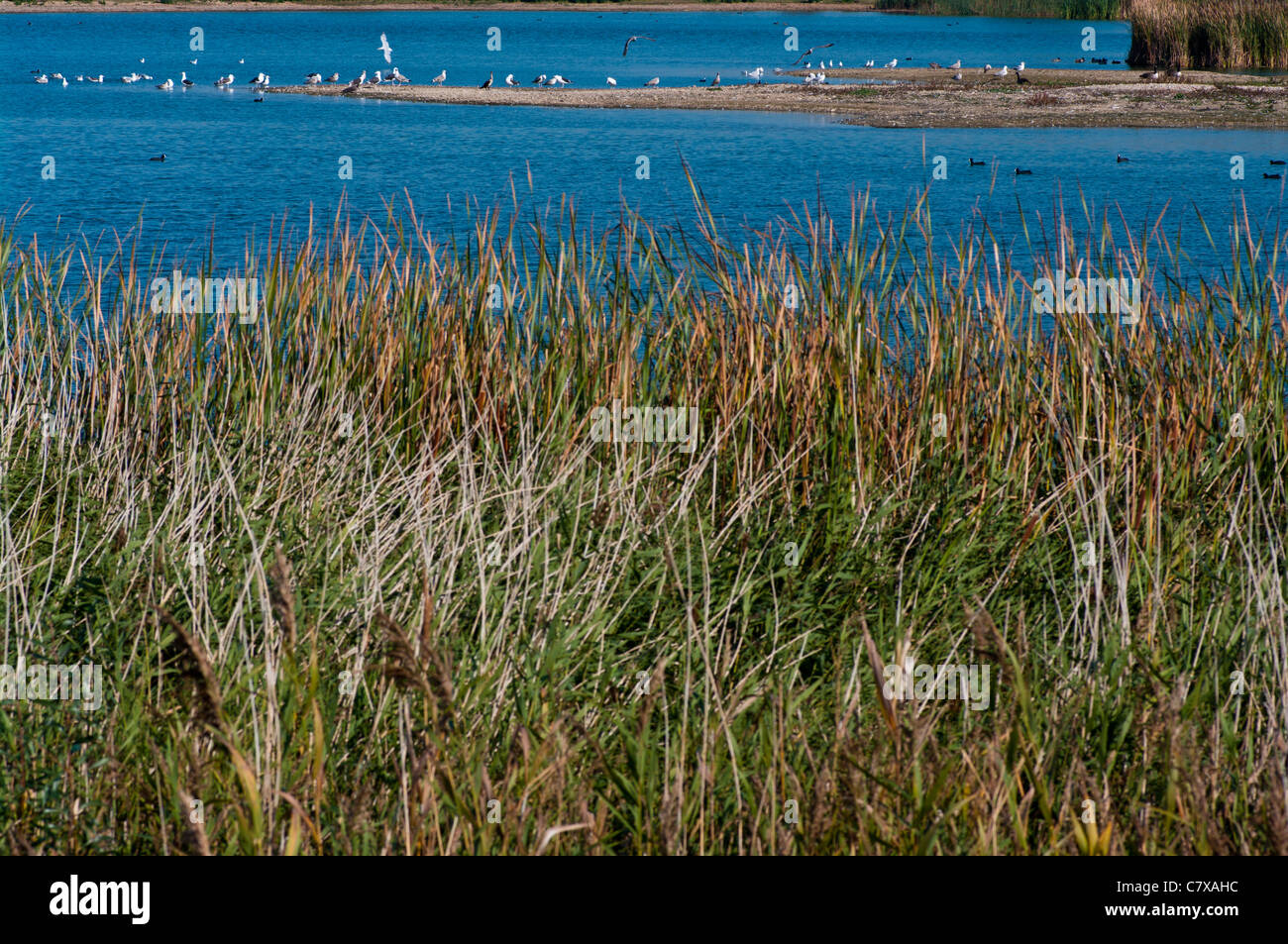 Wild Birds wildfowl On Castle Water Rye Harbour Nature Reserve East ...