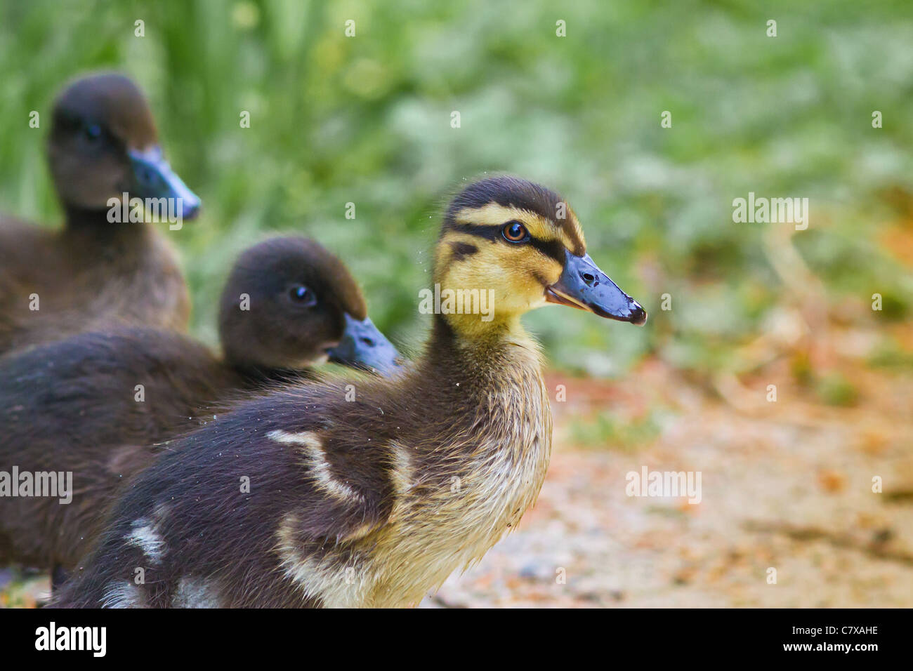 Ducklings walking hi-res stock photography and images - Alamy