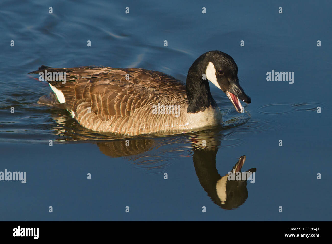 Honking Canada Goose swimming in river with beautiful reflection Stock ...
