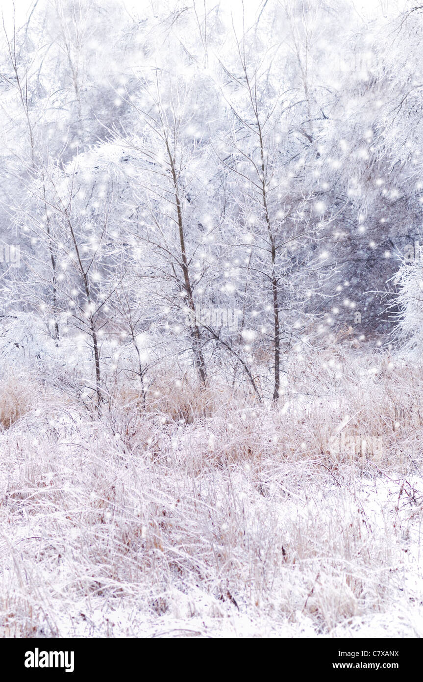 winter background with trees and snow Stock Photo - Alamy