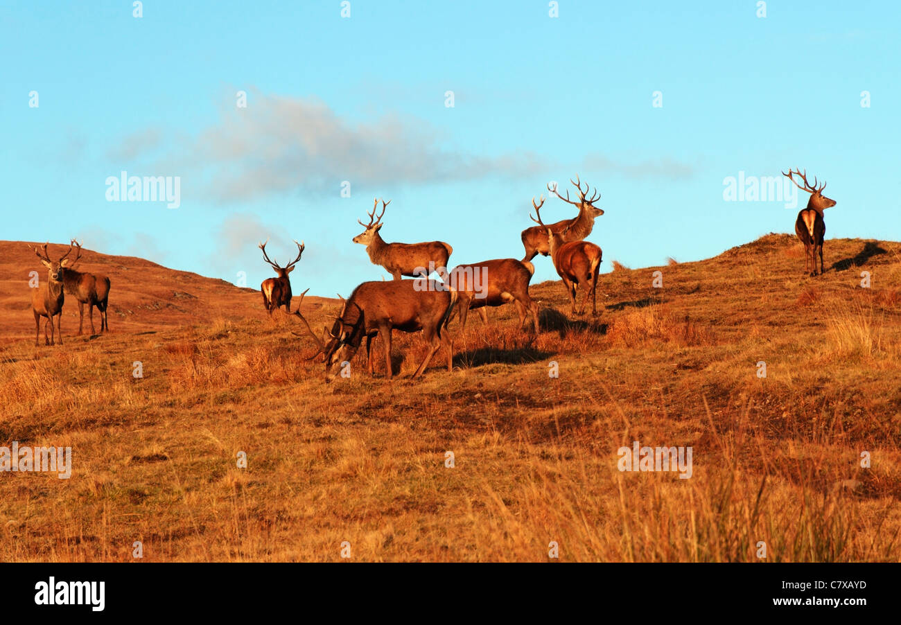 Red deer roaming wild on the hillside near Glas Bheinn, Kilchoan ...