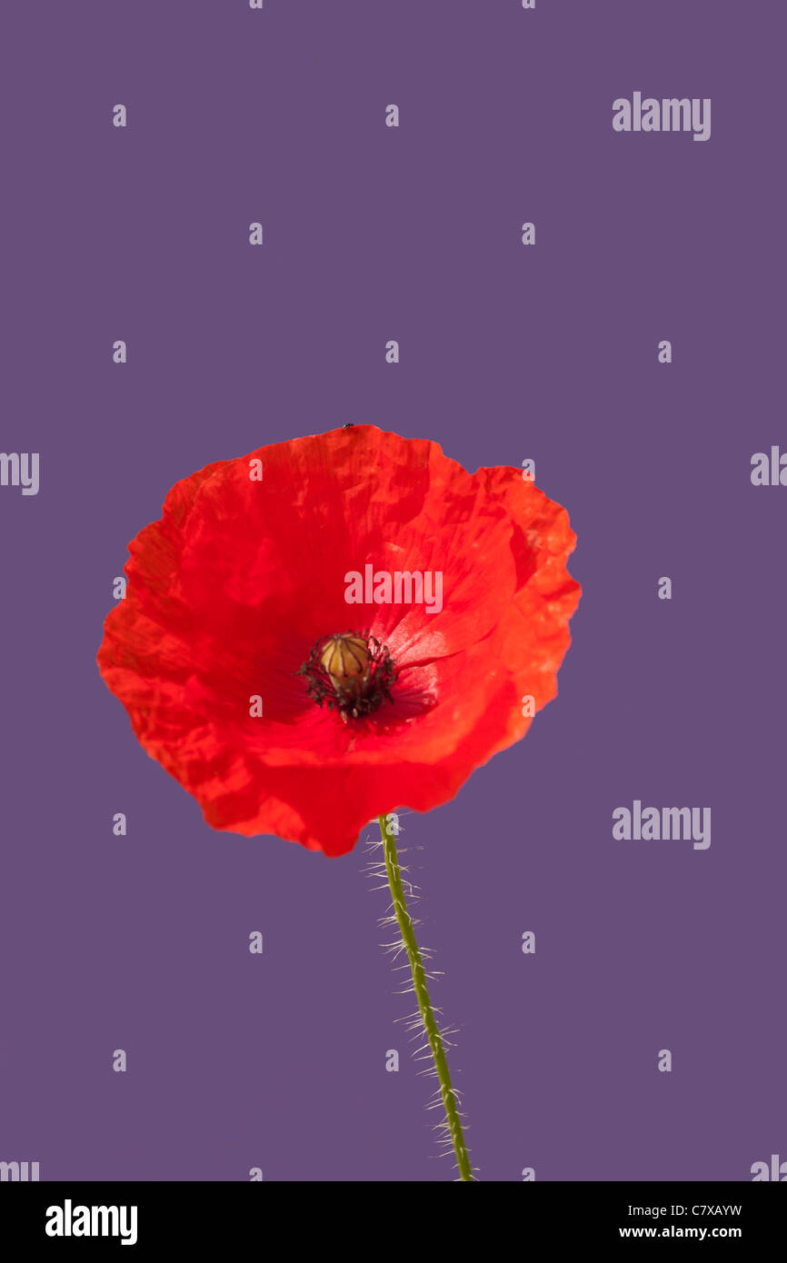 A single poppy hi-res stock photography and images - Alamy
