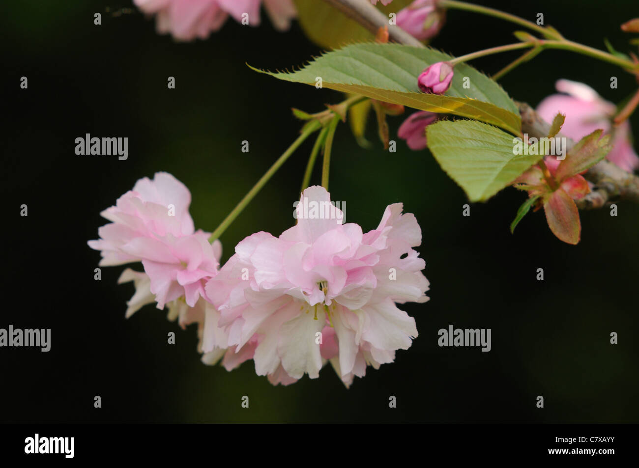 Cherry Blossom - Spring Stock Photo - Alamy