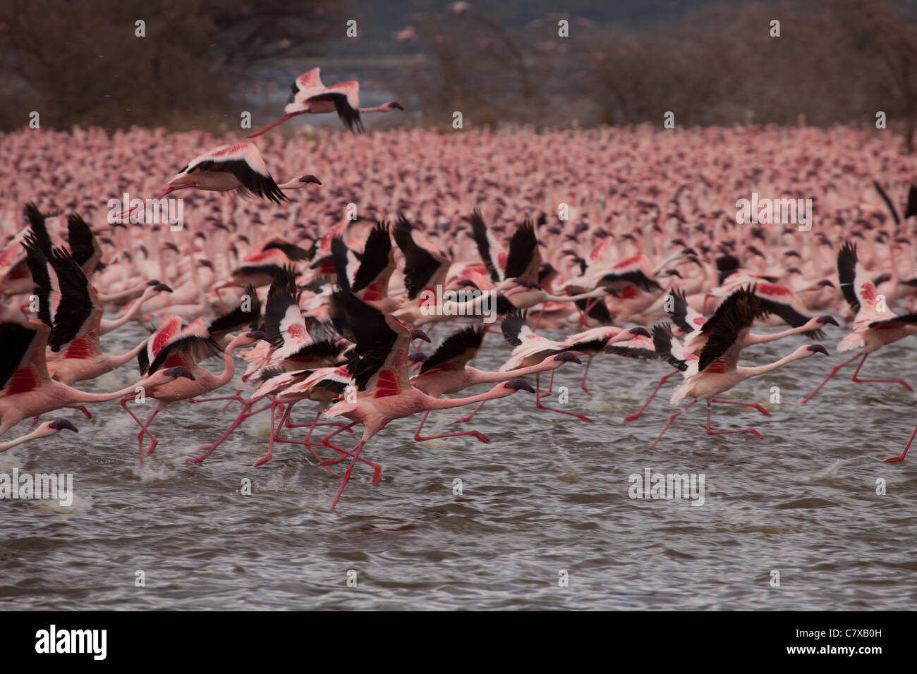Lesser flamingo kenya hi-res stock photography and images - Alamy