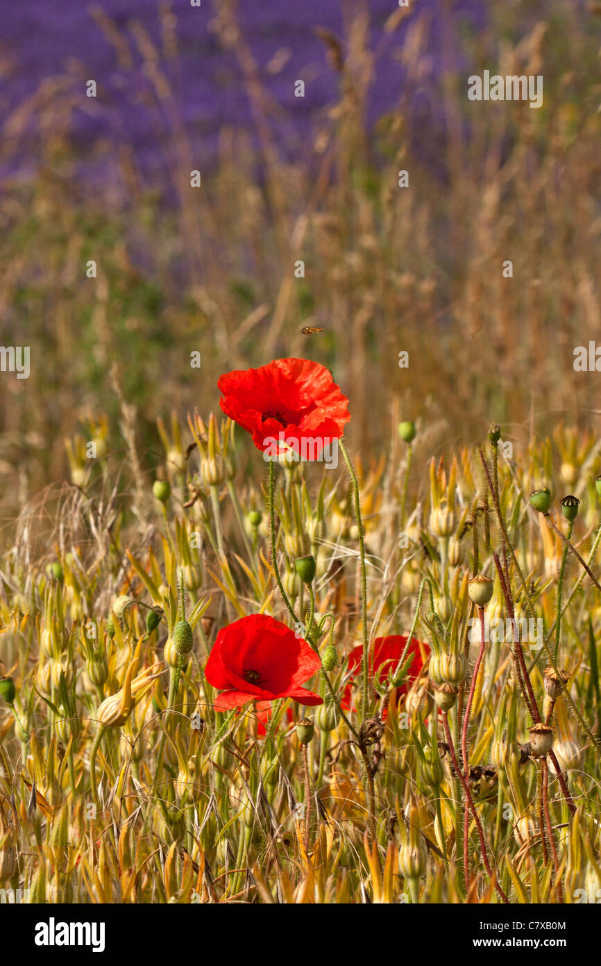 Lavender and poppies hi-res stock photography and images - Alamy