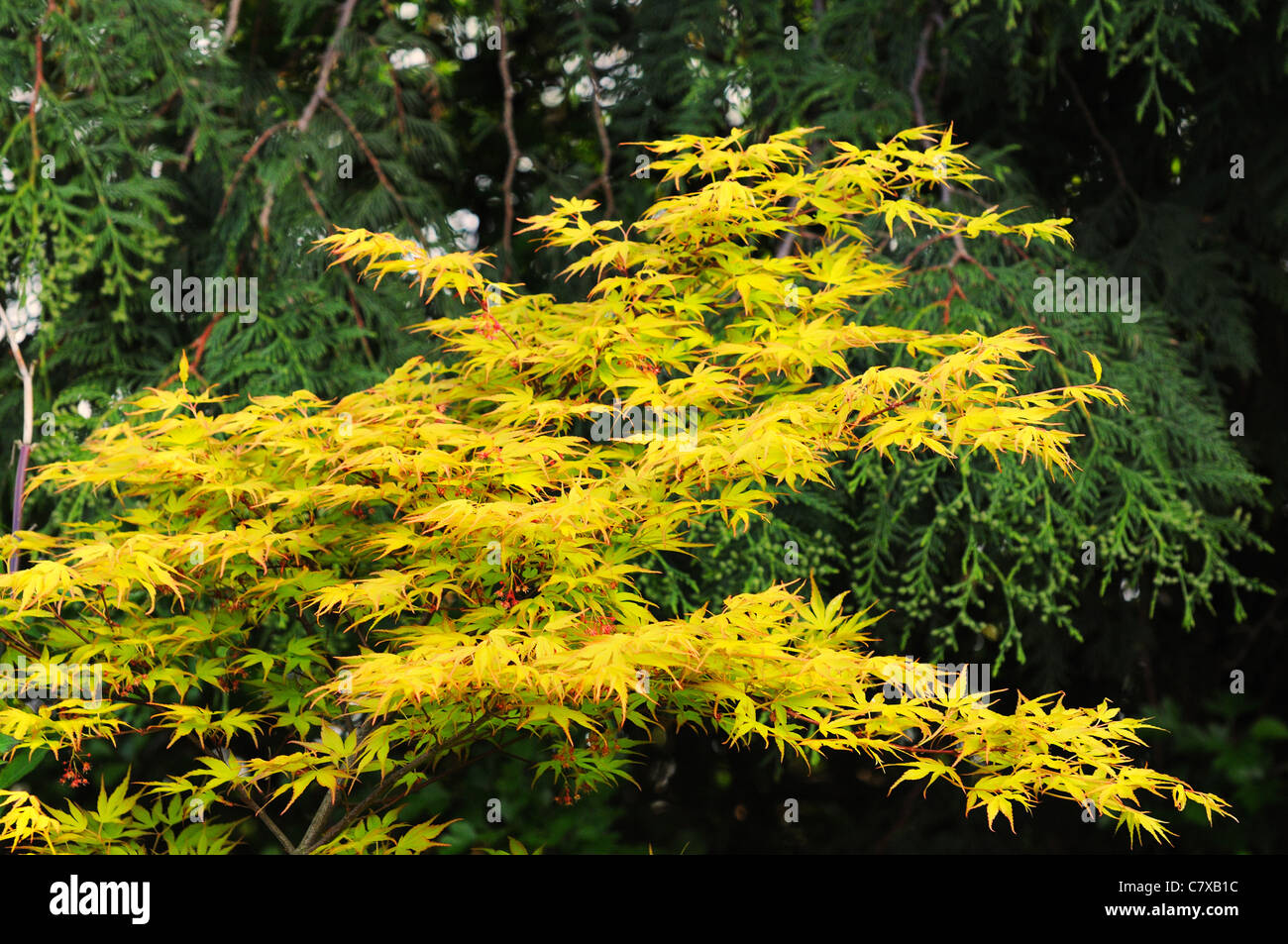 Japanese Maple Leaves in spring Stock Photo - Alamy