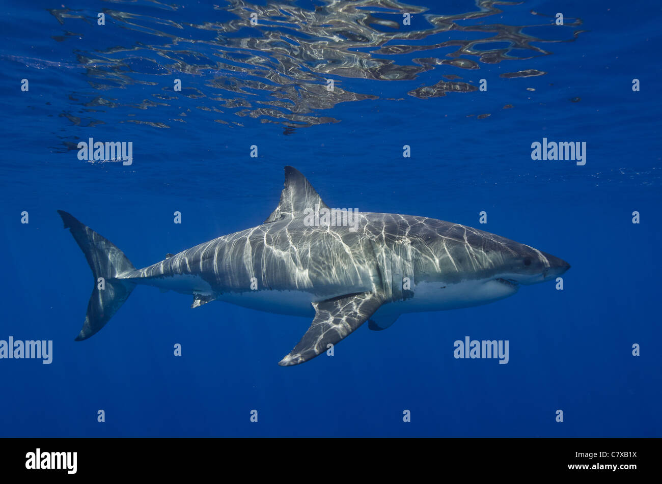 Great white shark in blue water, underwater, Guadalupe island, blue ...