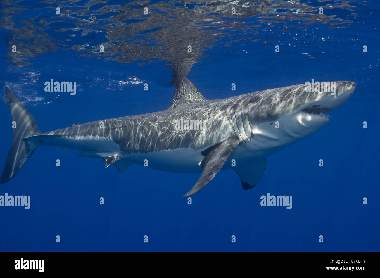 Great white shark in blue water, underwater, Guadalupe island, surface ...