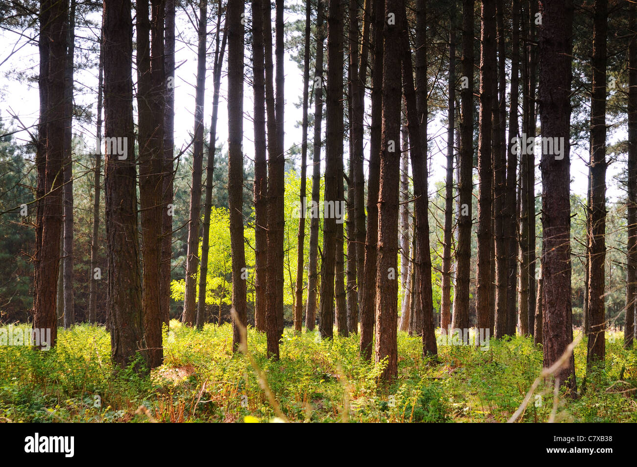 Pine Woods in Tunstall Forest. April Stock Photo - Alamy