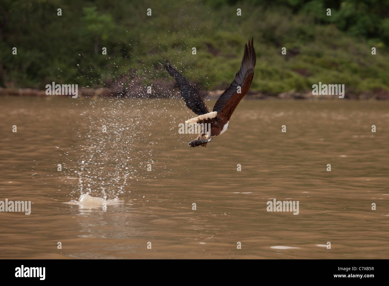 African fish eagle catching fish hi-res stock photography and images ...