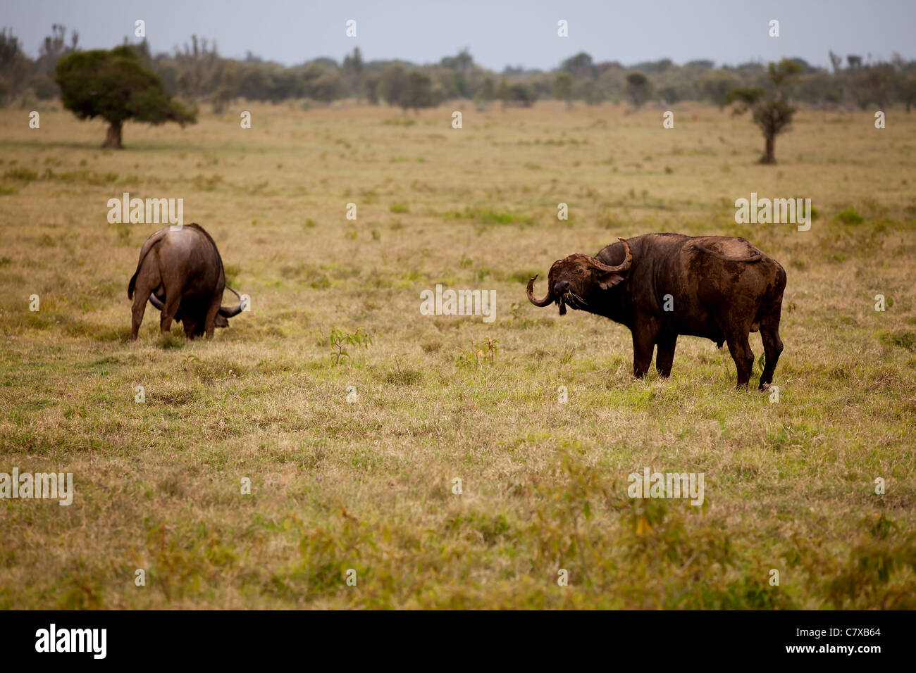 African male buffalo hi-res stock photography and images - Alamy