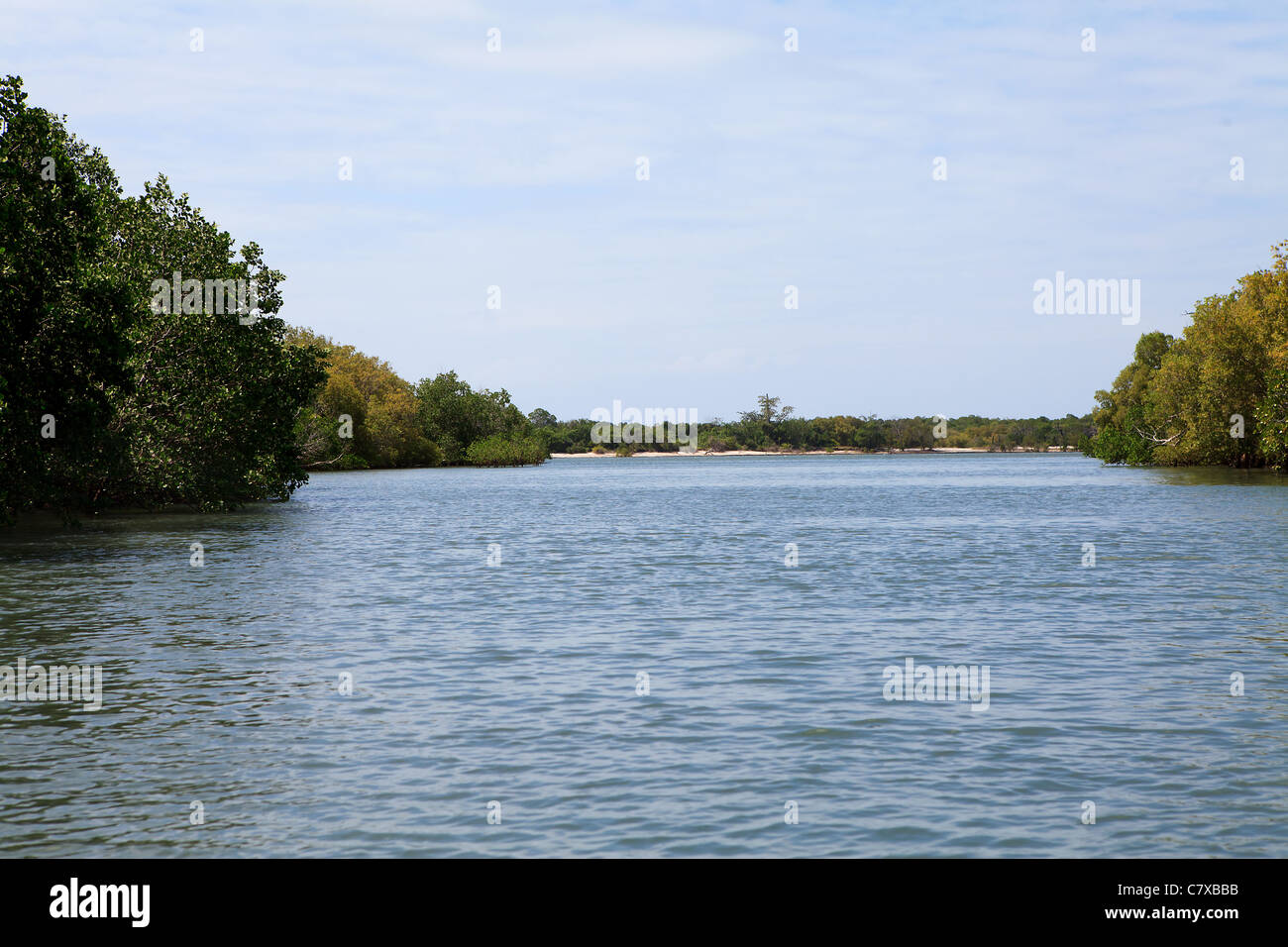 African Mangroves in water Stock Photo - Alamy