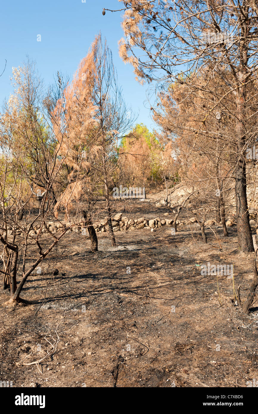 The aftermath of a devastating fire in a pine forest Stock Photo - Alamy