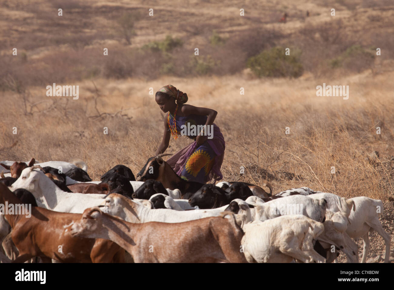 African goat farming hi-res stock photography and images - Alamy