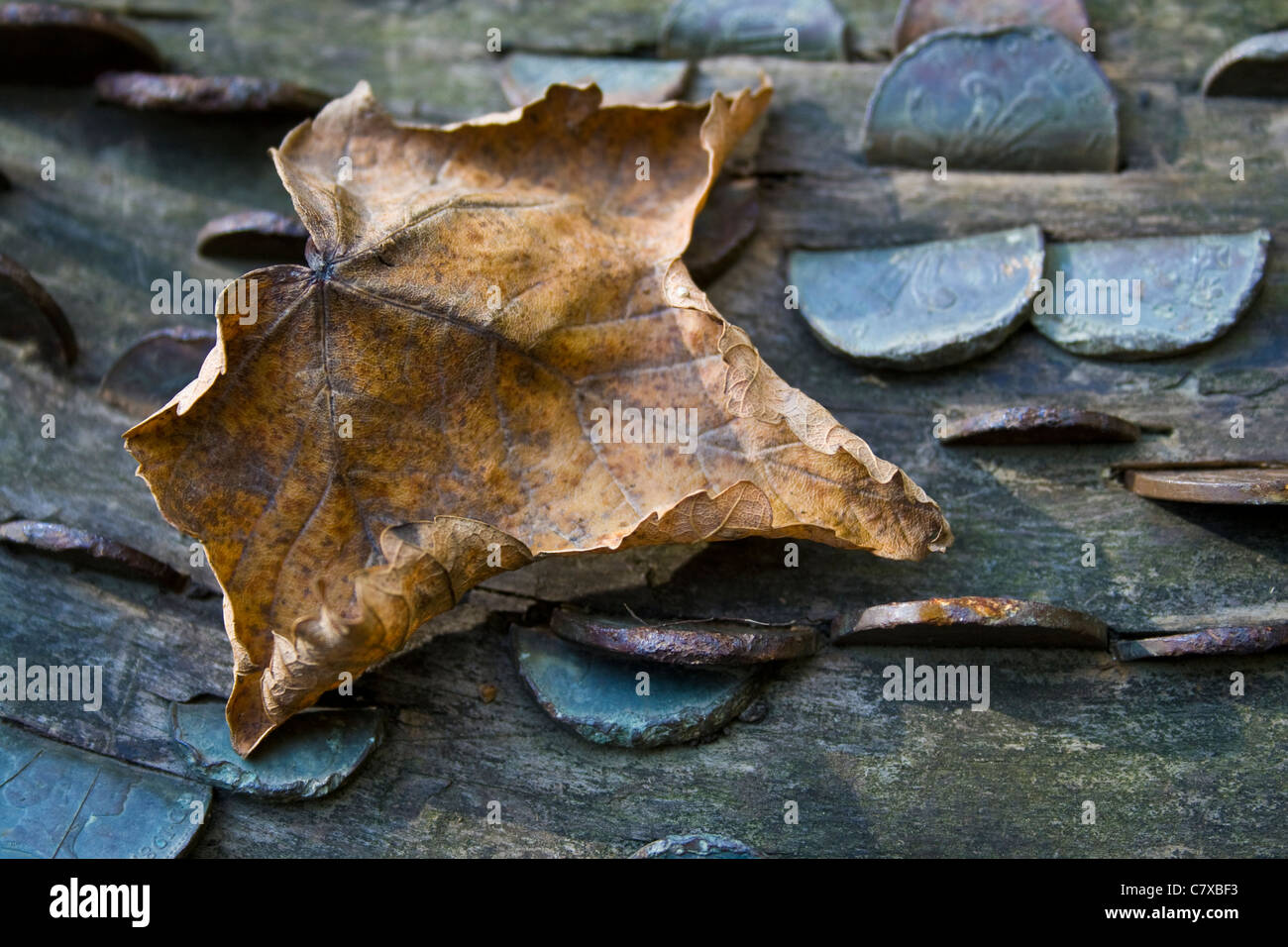 Autumn leaf resting on branch of a wish tree at High Force, Durham ...