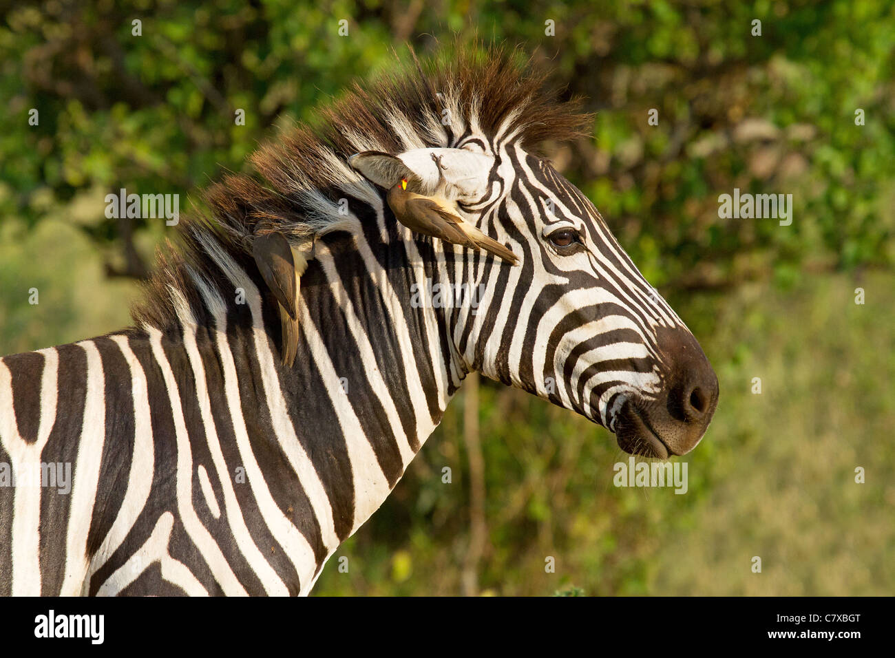 Zebra ear hi-res stock photography and images - Alamy