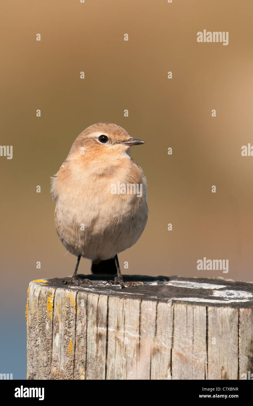 Female wheatear hi-res stock photography and images - Alamy