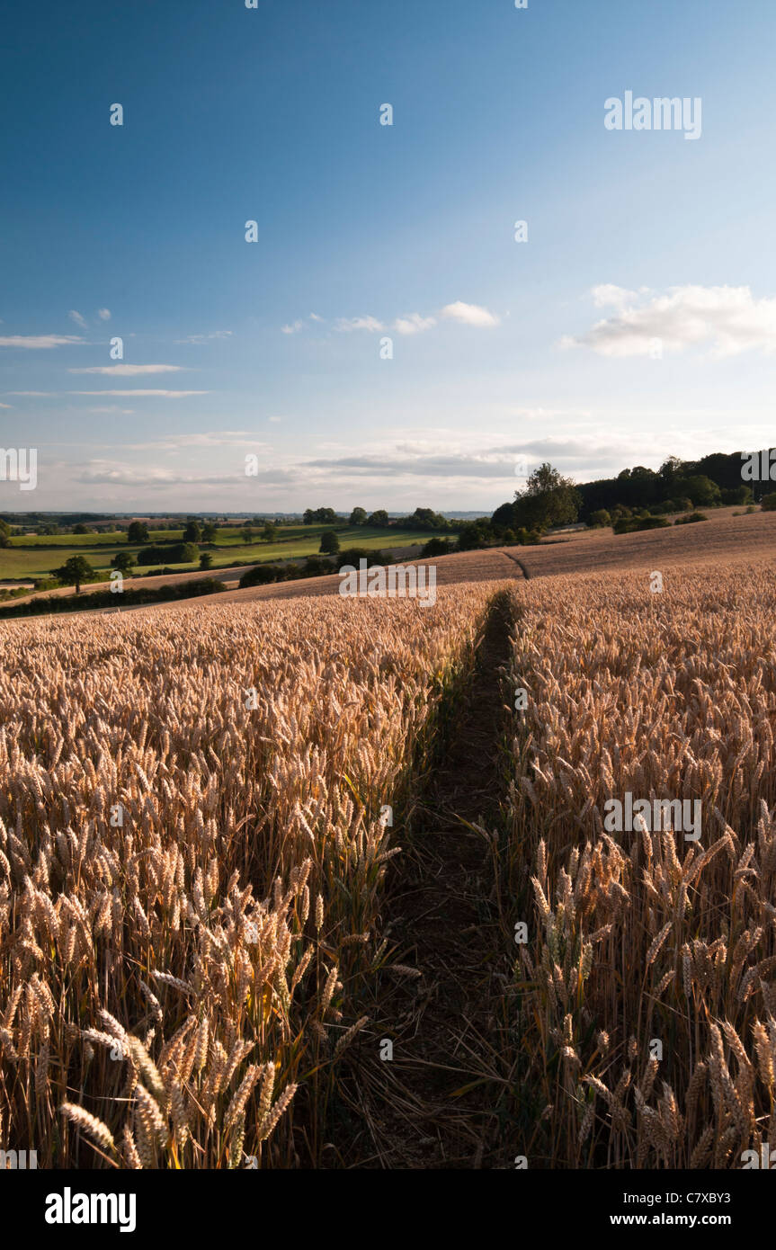 Narrow path winds way hi-res stock photography and images - Alamy