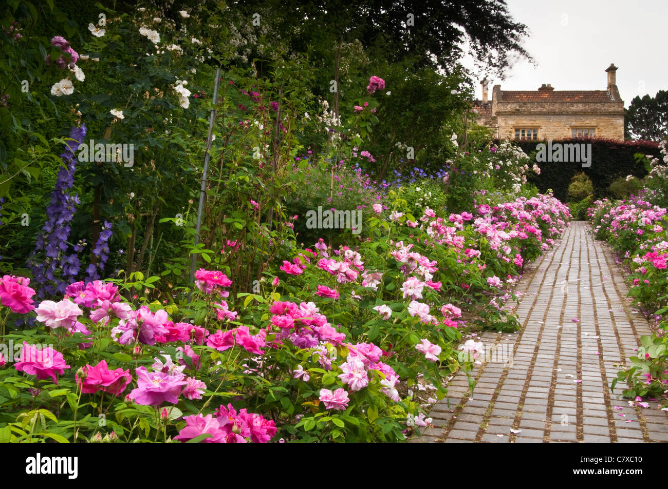 A brick-paved path flanked by colourful summer Roses in the Rose Border ...