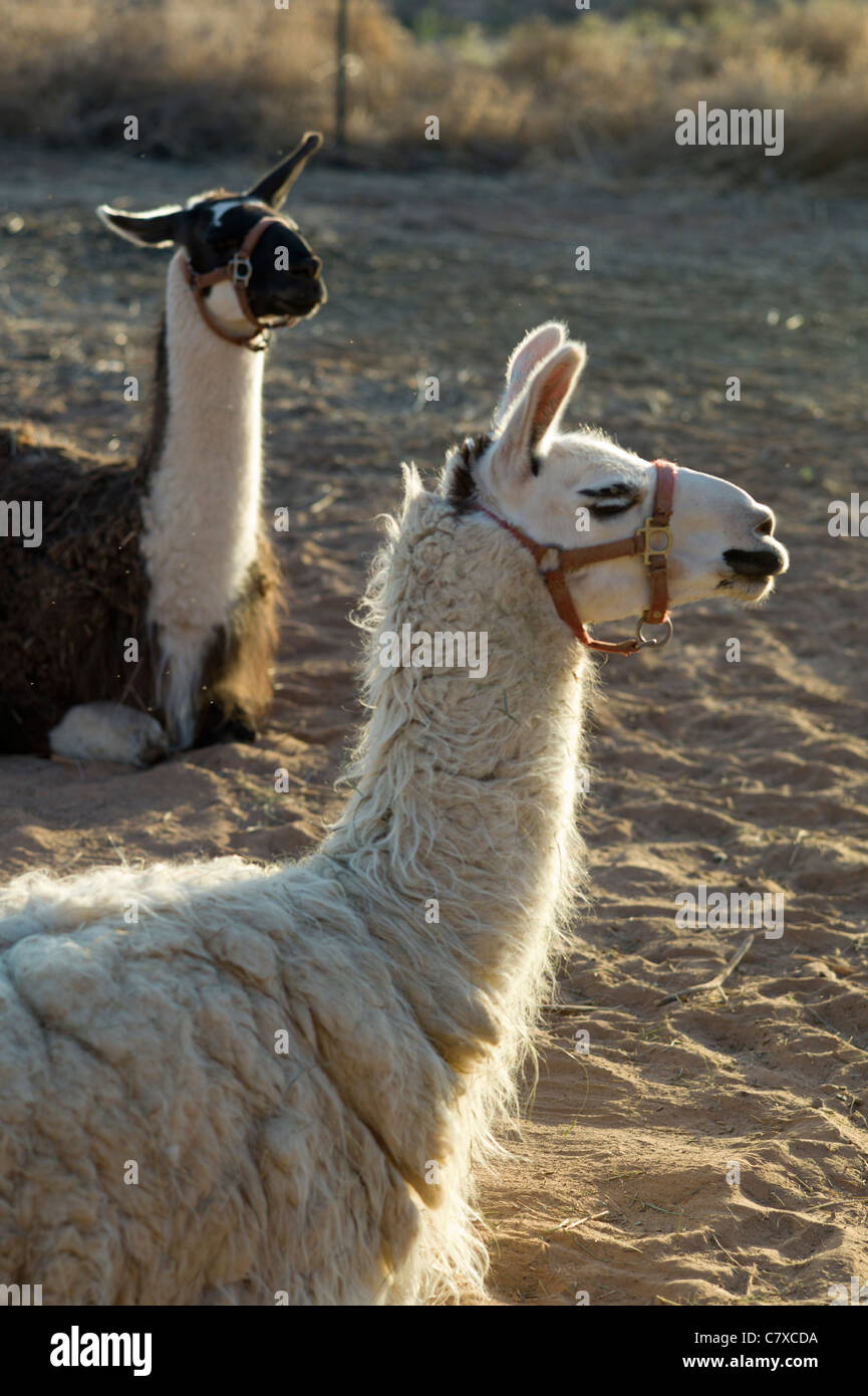 Llamas, pack animals, Utah, USA Stock Photo - Alamy