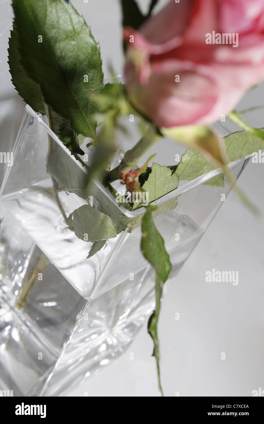 image of single rose in vase of water Stock Photo - Alamy