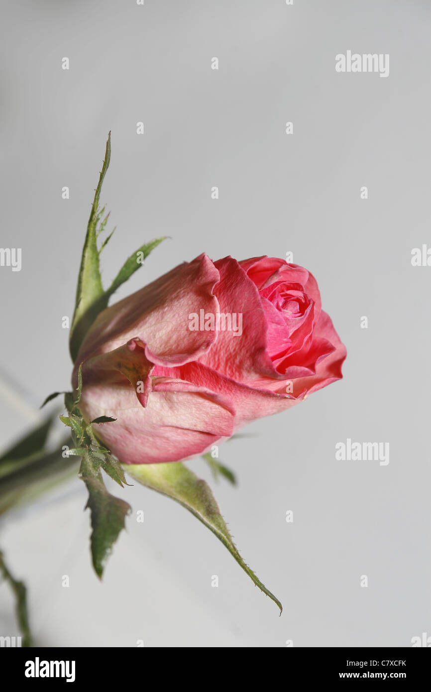image of single rose in vase of water Stock Photo - Alamy