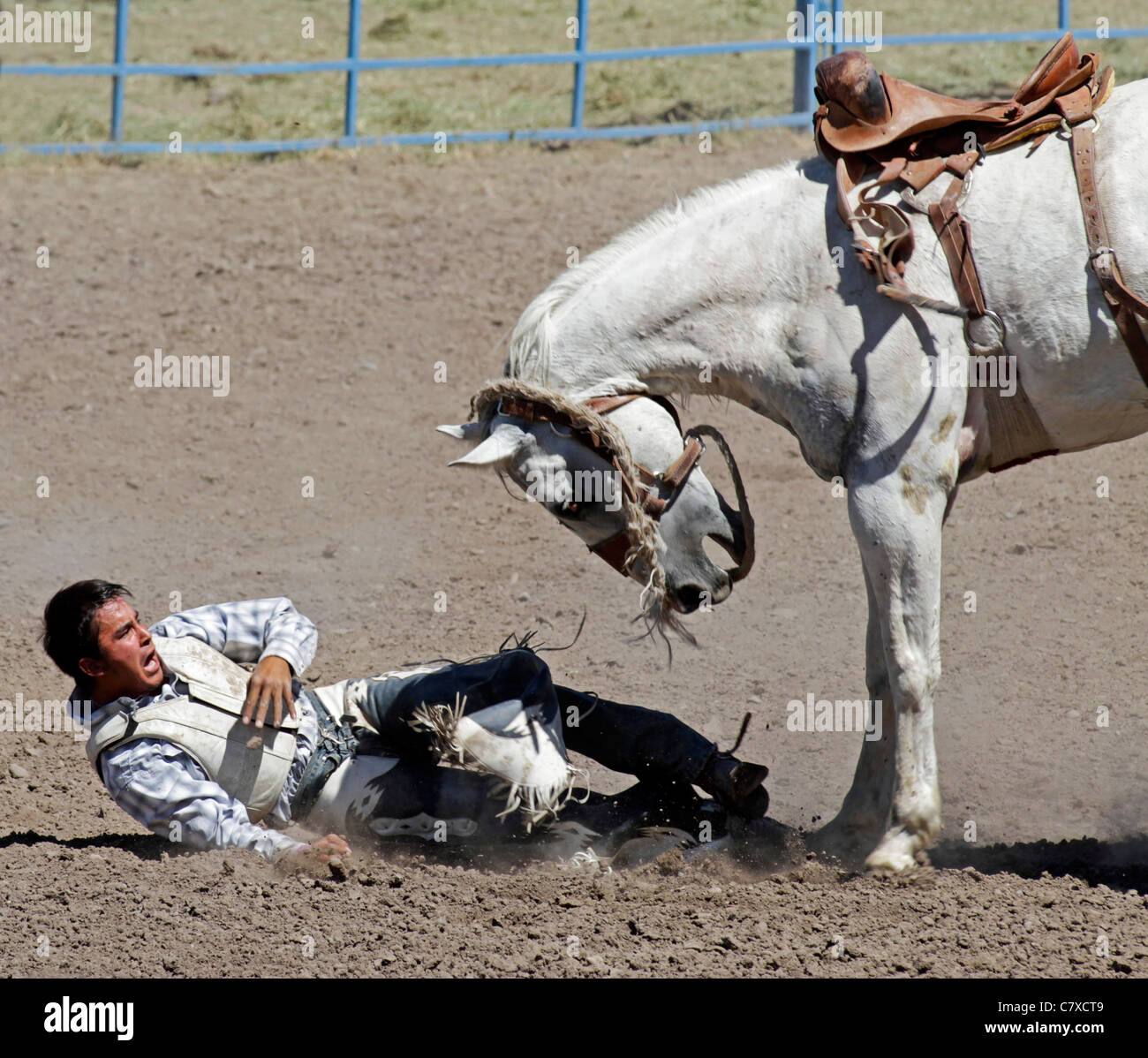 Bronco rider being threatened by his mount after being thrown to the ...