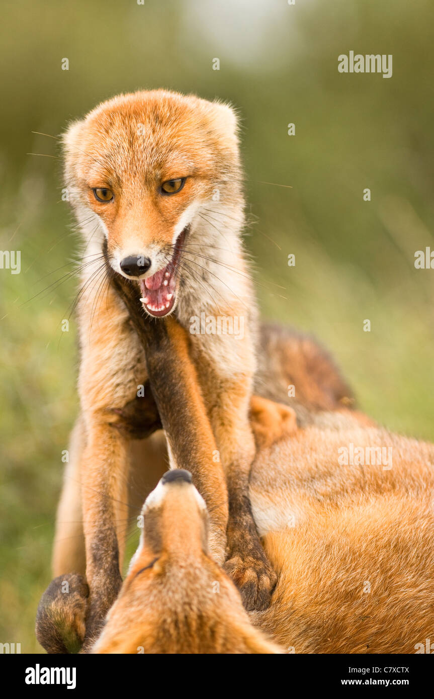 Red fox europe fighting hi-res stock photography and images - Alamy