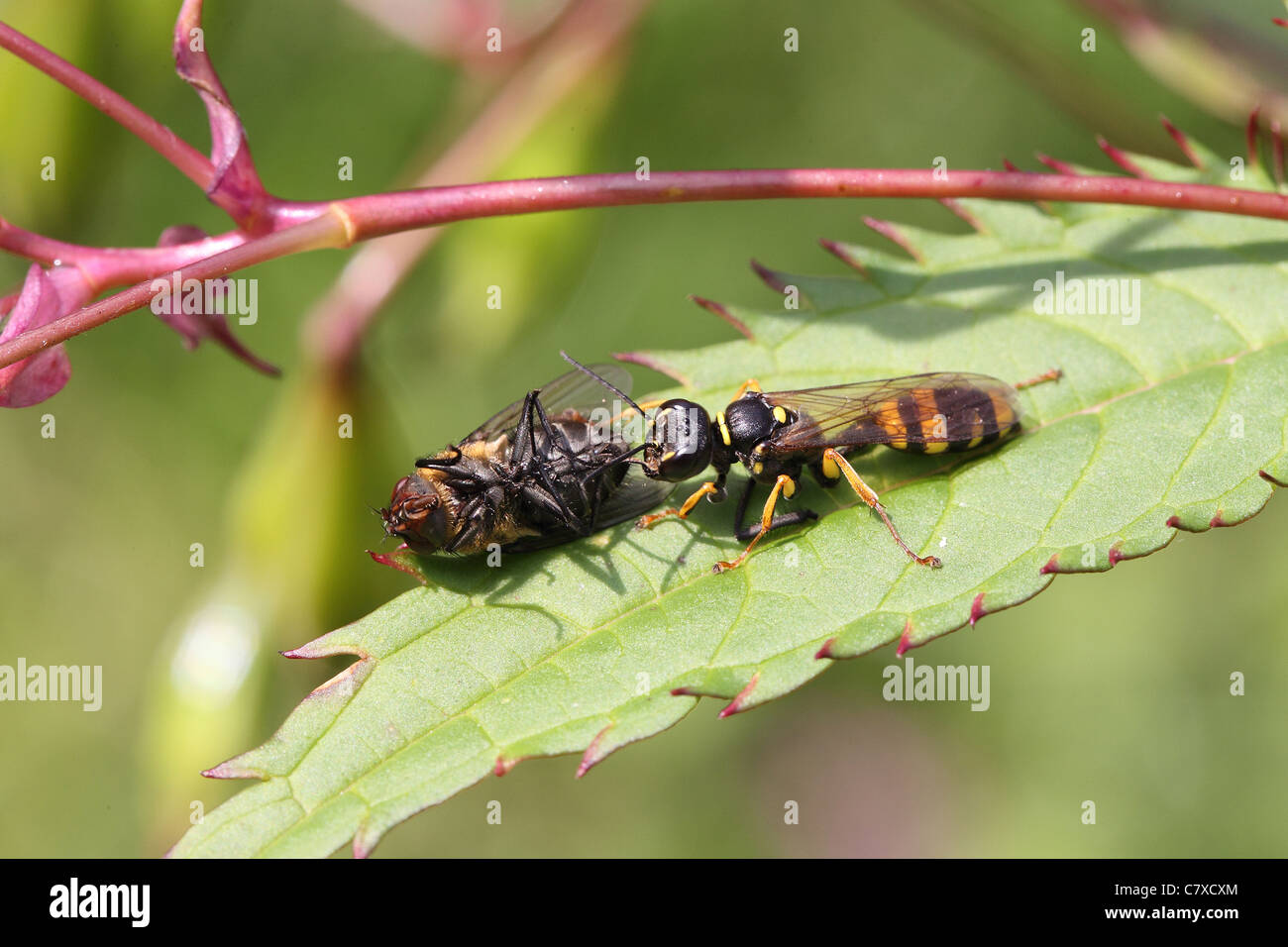 Field digger wasp fly hi-res stock photography and images - Alamy