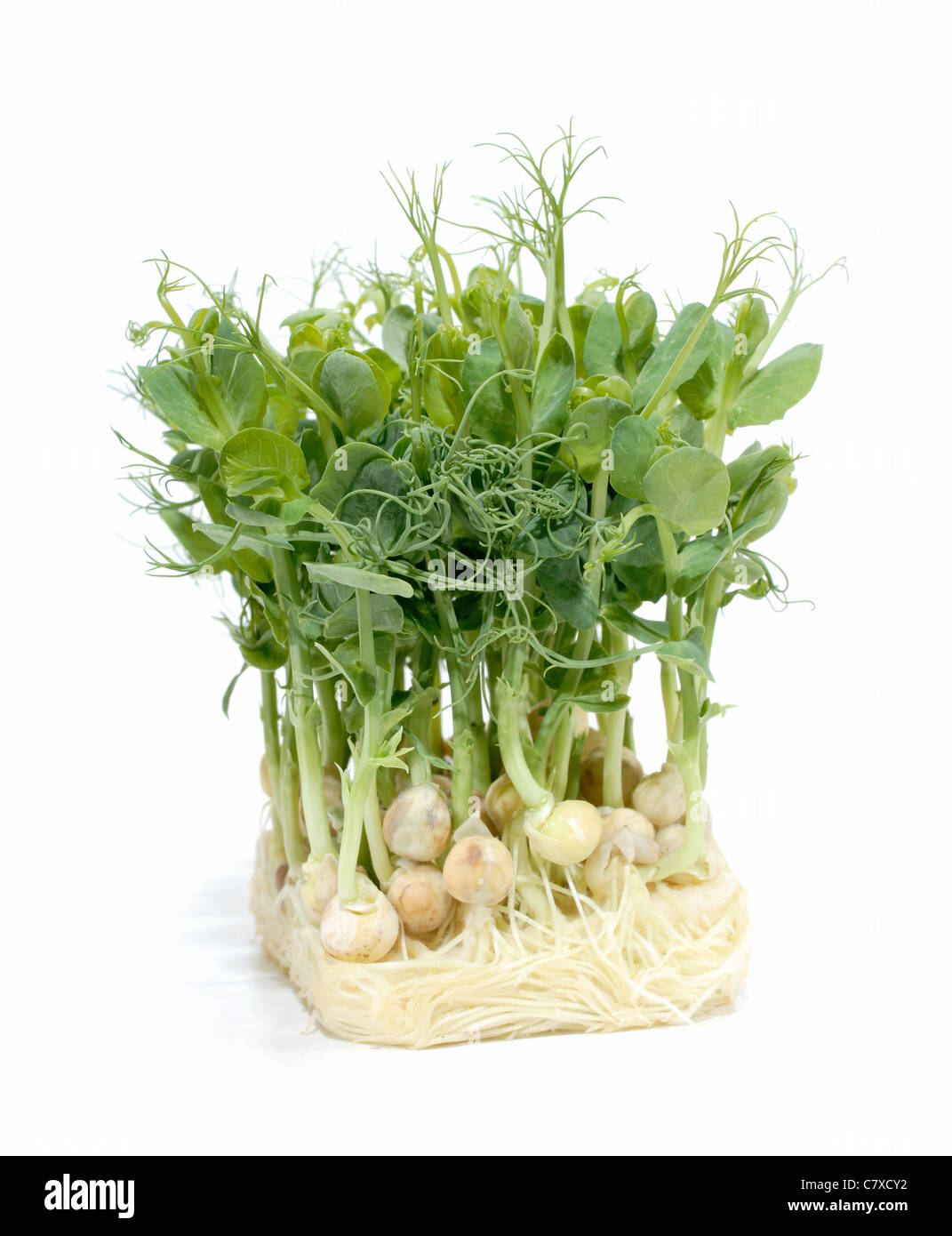 Microleaf Pea Shoots Stock Photo - Alamy