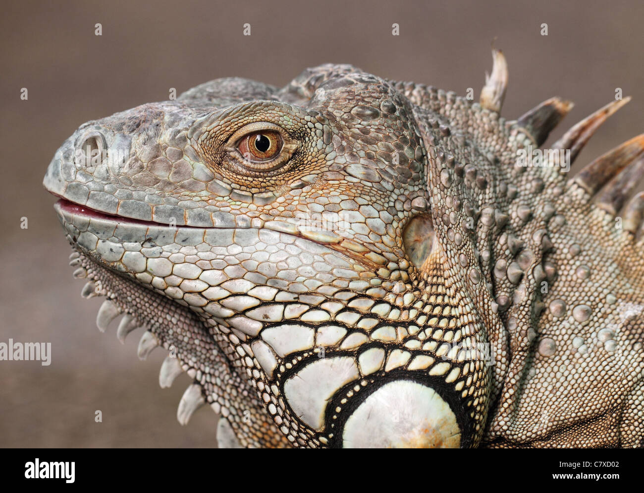 Reptile scales hi-res stock photography and images - Alamy
