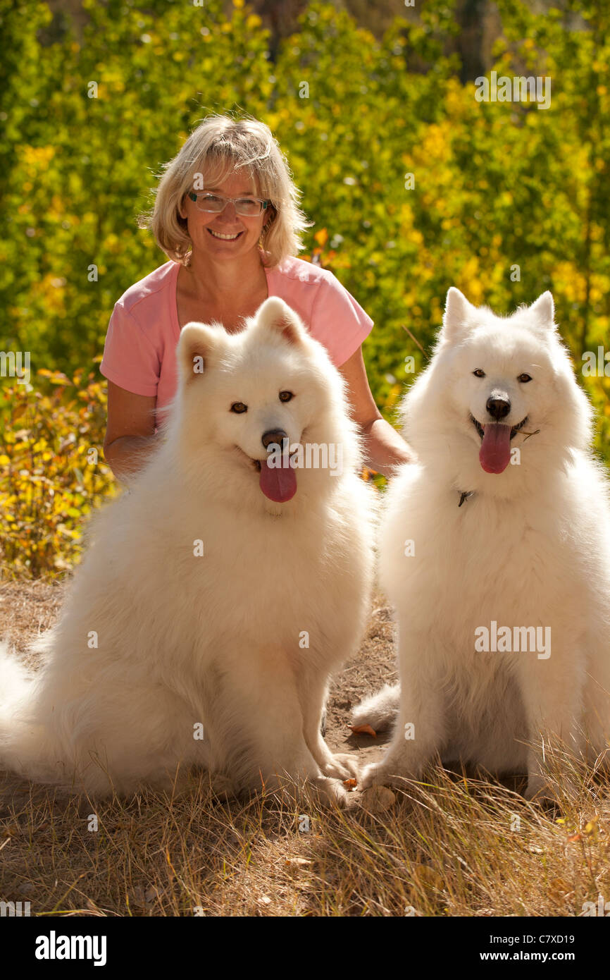 Samoyed dog pair with lady owner-Edmonton, Alberta, Canada Stock Photo ...