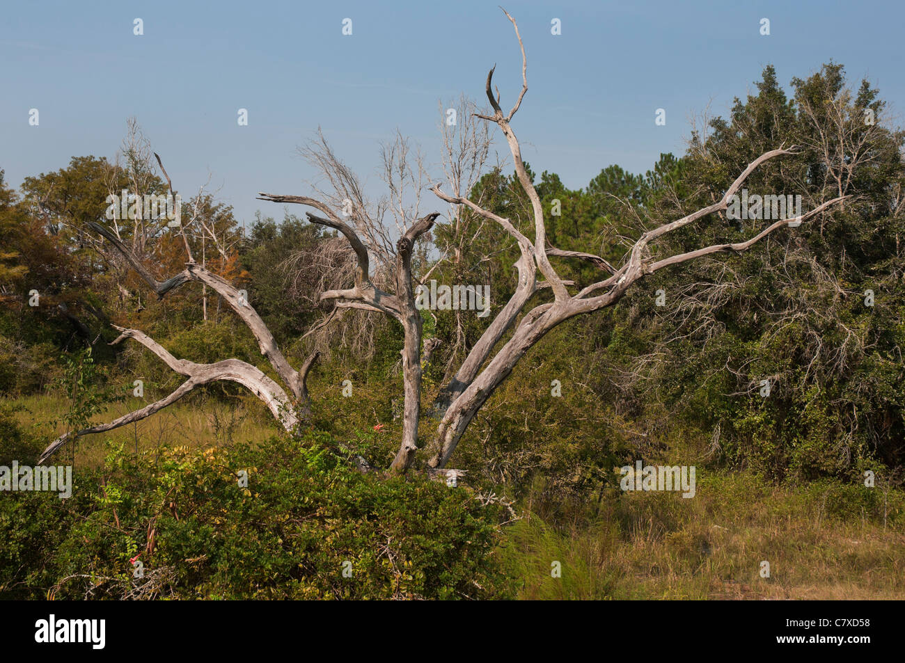 Remnant vegetation hi-res stock photography and images - Alamy
