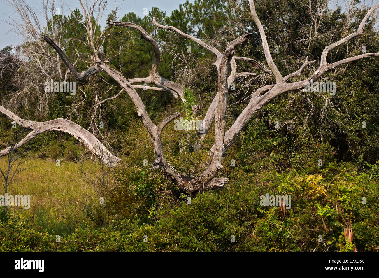 Remnant vegetation hi-res stock photography and images - Alamy
