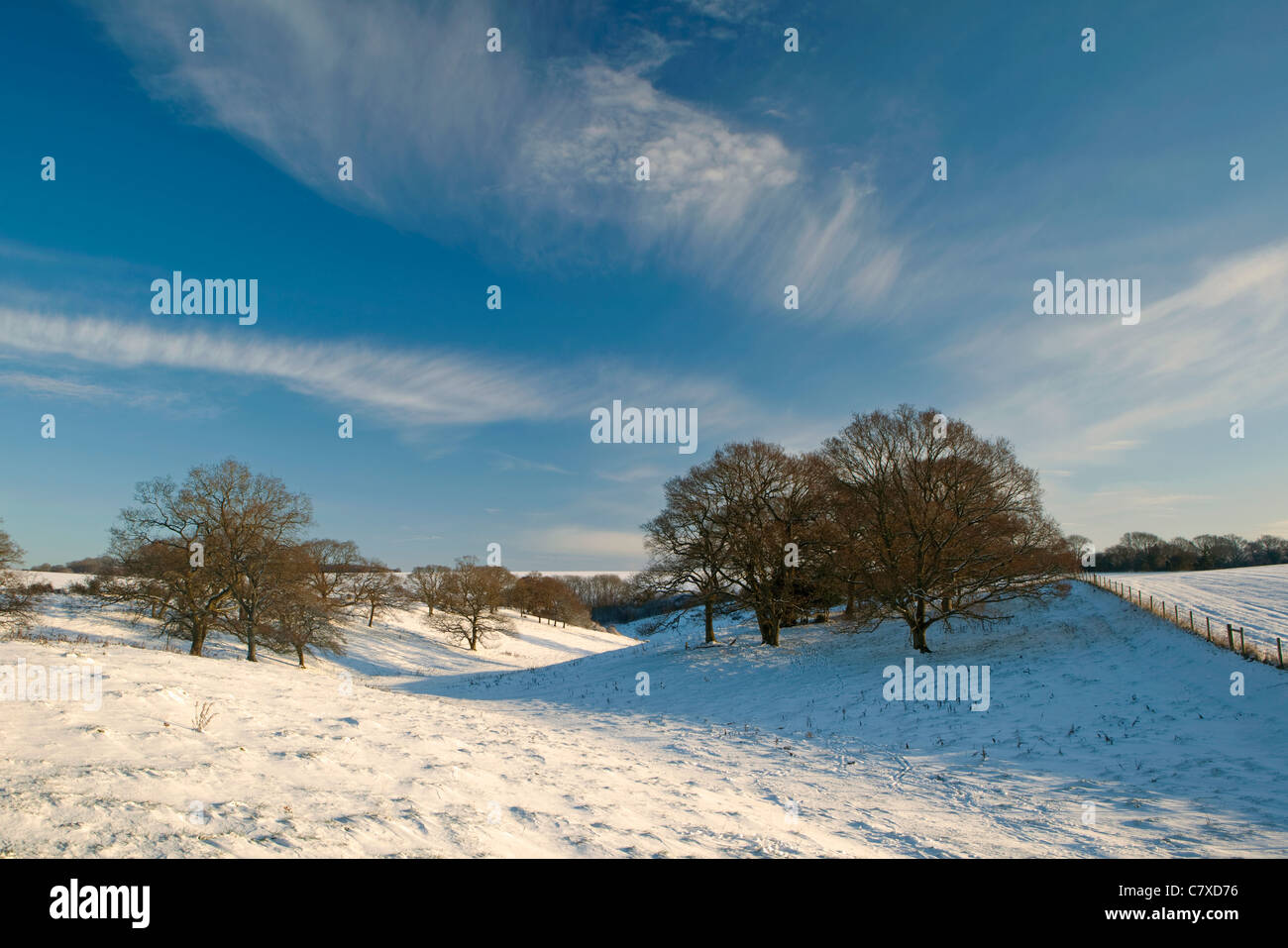 A snowy winter scene with blue sky at Middleton Down nature reserve in ...