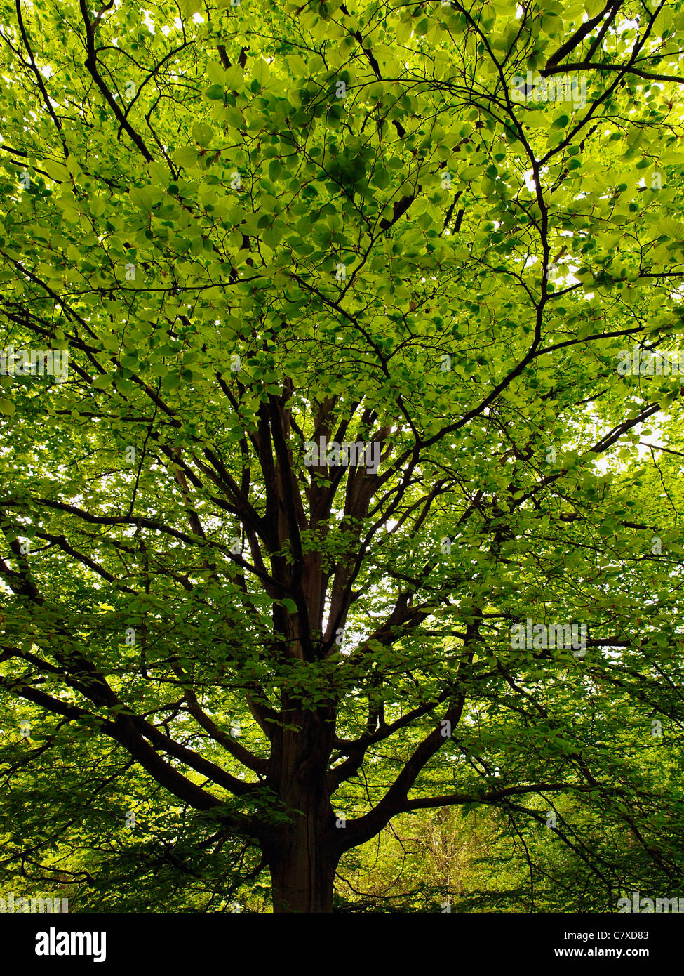 Back lit tree hi-res stock photography and images - Alamy