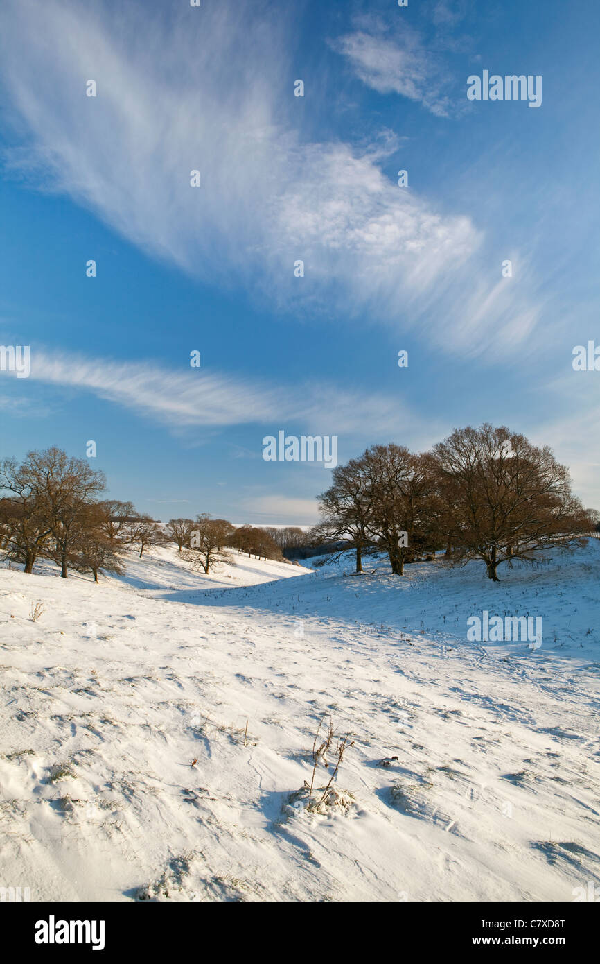 A snowy winter scene with blue sky at Middleton Down nature reserve in ...