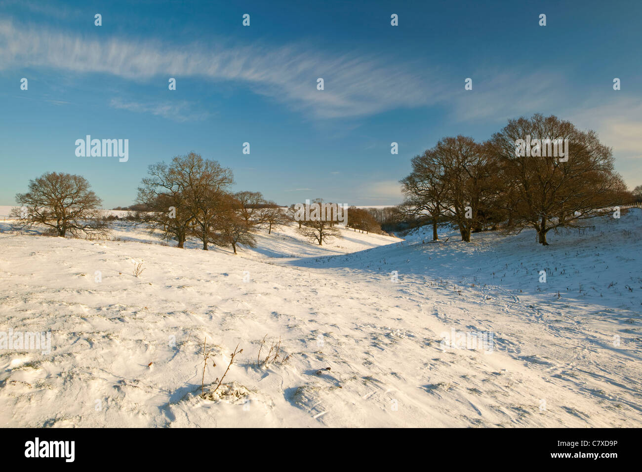 A snowy winter scene with blue sky at Middleton Down nature reserve in ...