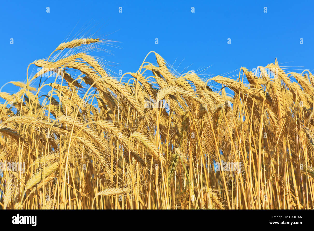 golden ripe wheat Stock Photo - Alamy