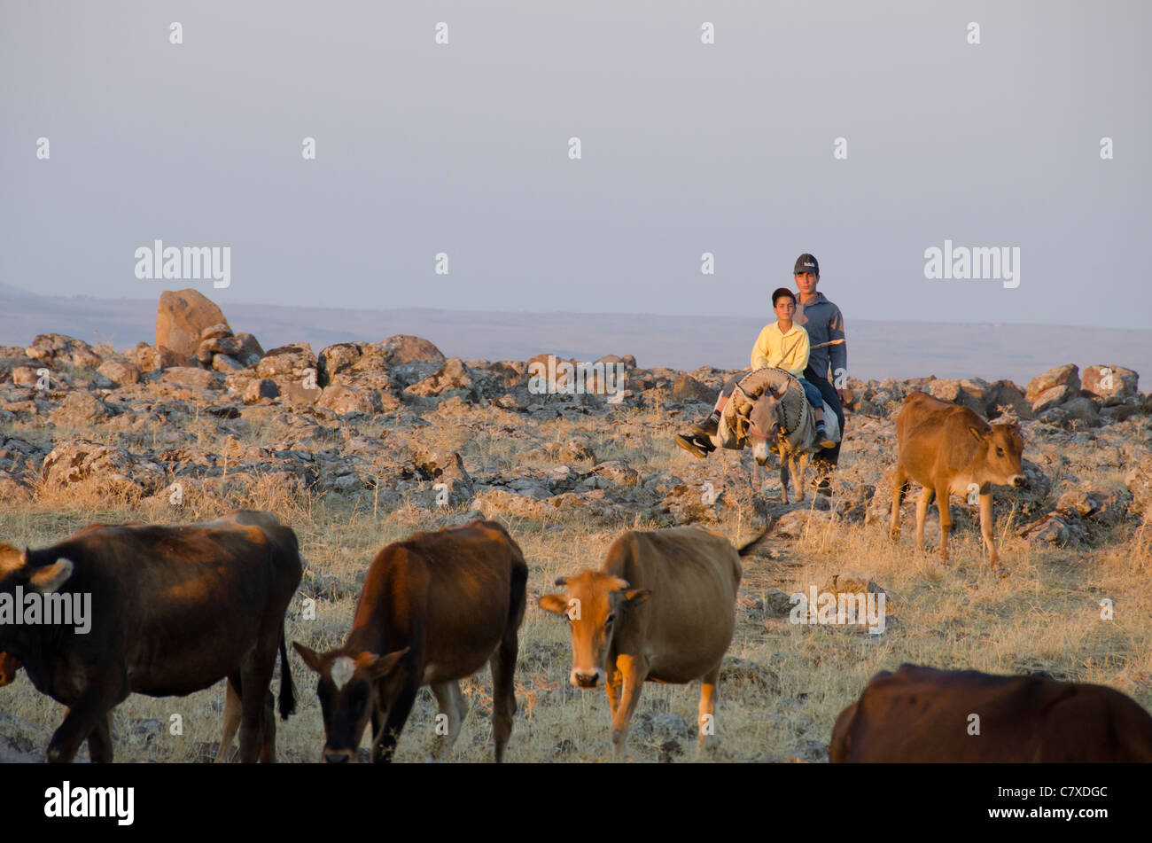 South Eastern Turkey, Upper Mesopotamia, Anatolia. Young boys riding ...