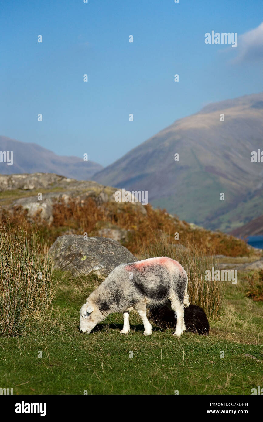 Sheep farms lake district hi-res stock photography and images - Alamy