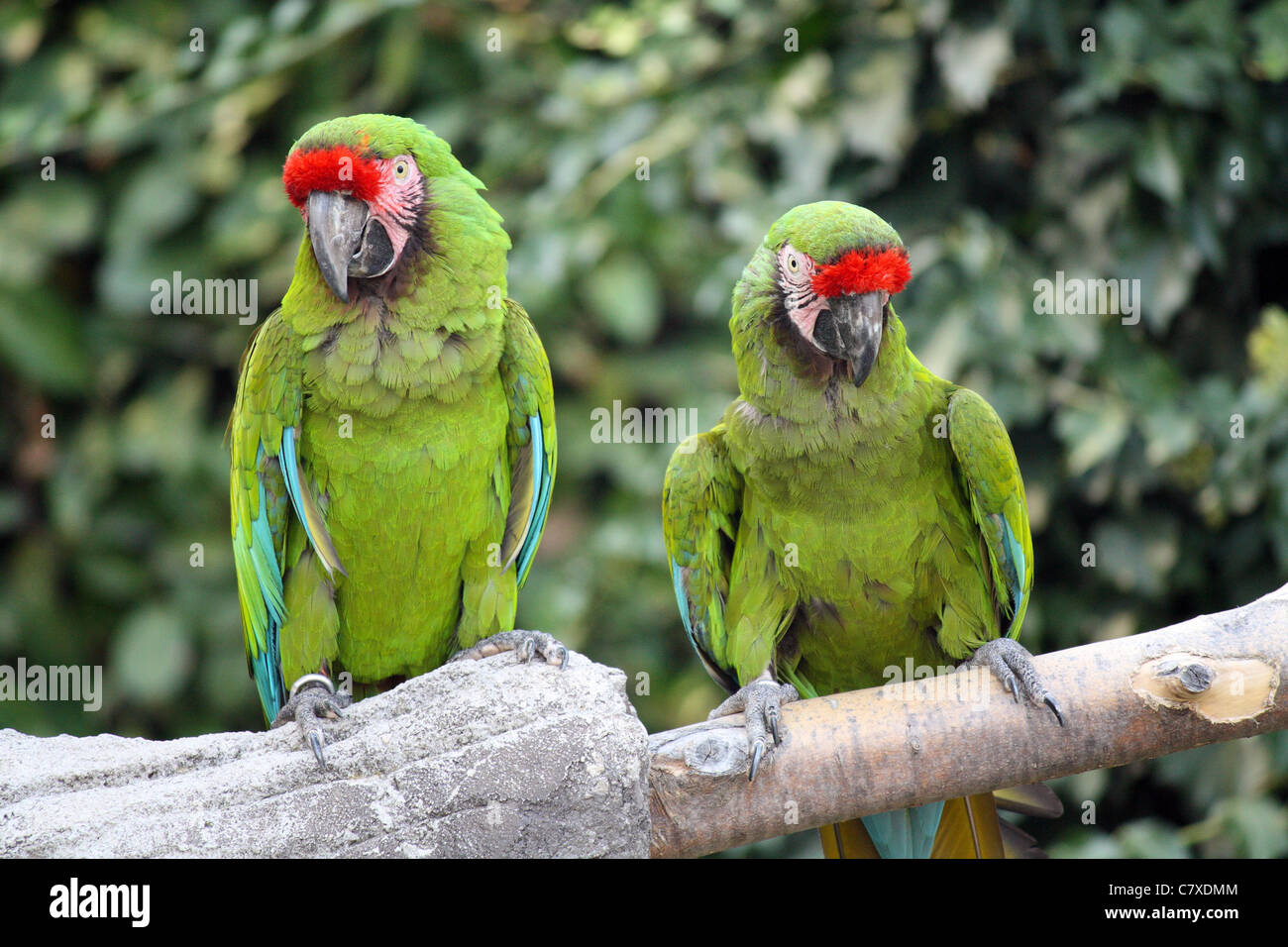 Two Military Macaws (Ara Militaris), large parrots, native to the ...