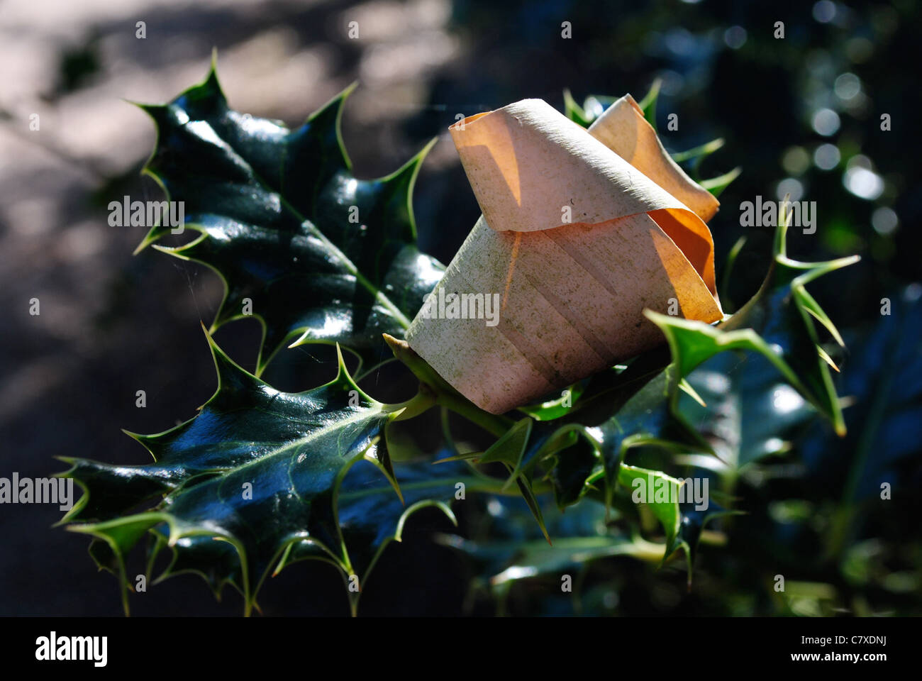 Holly with bark in the afternoon sunshine Stock Photo - Alamy